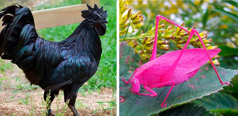 20 animales con colores INESPERADOS (y que NUNCA los imaginarías así)