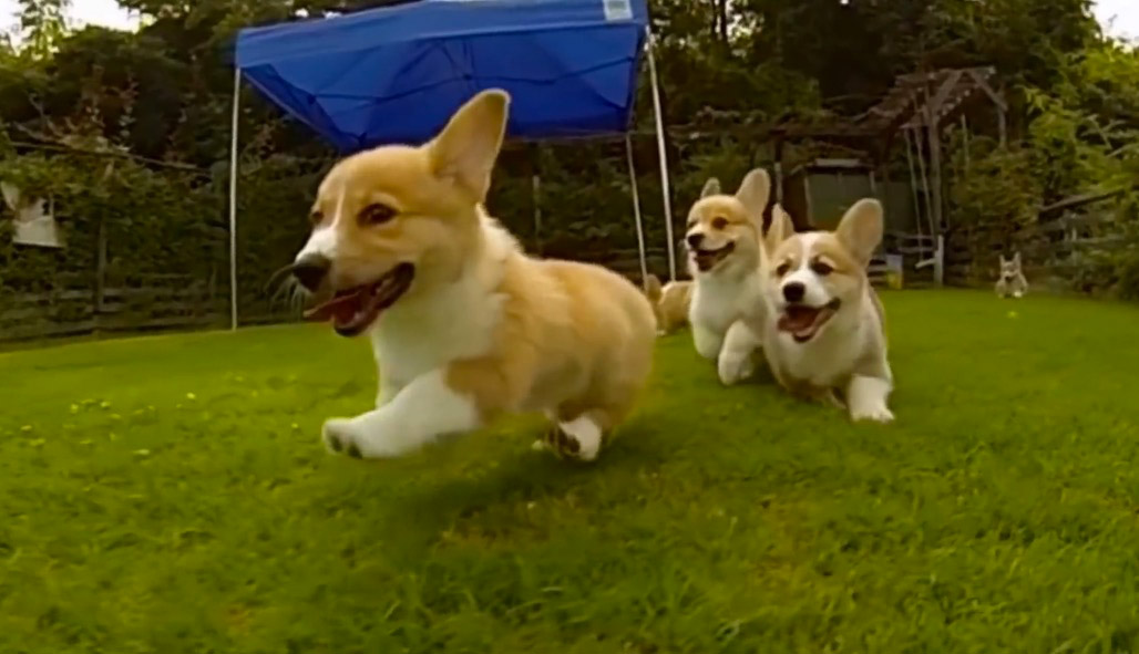 Estos cachorros de corgi filmados a cámara super lenta te abrumarán con ...