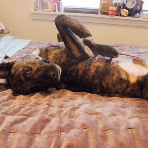 Este buen perro de terapia y esta adorable rata forma un EXTRAÑO duo de ...