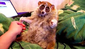 La verdad detrás de los adorables vídeos de loris no es tan feliz como ...