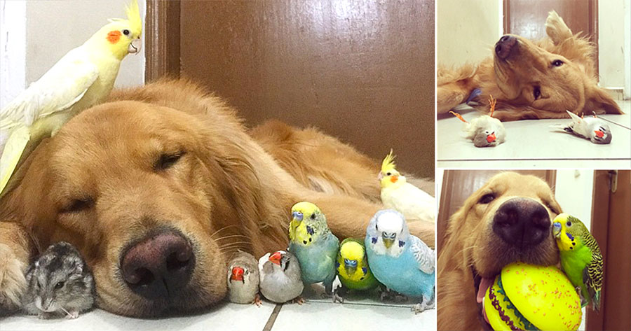 Este perro tiene una banda bastante inusual de amigos. ¡Son tan lindos ...