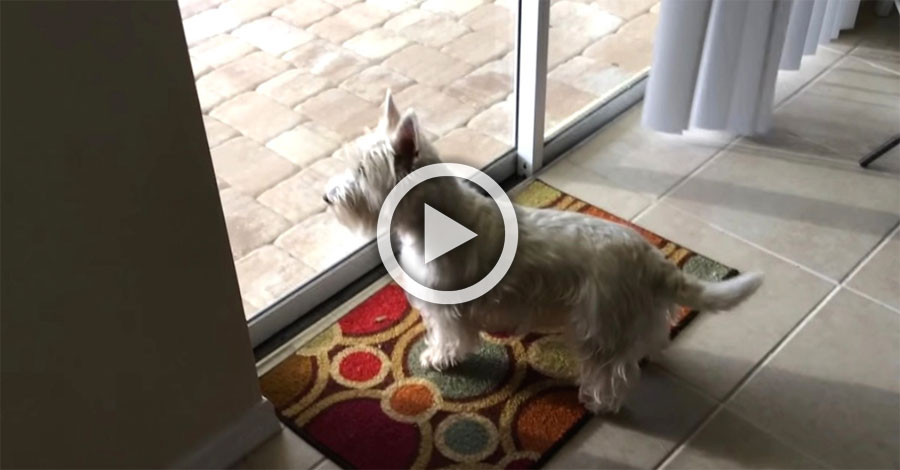 Su pequeño perro está pidiendo salir a la calle. Ahora mira dónde va ...