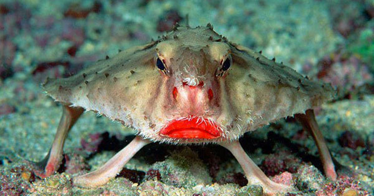 37 Animales extraños que usted (probablemente) no sabía que existían...